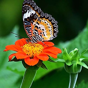 Outsidepride Tithonia Speciosa Red Mexican Sunflower Garden Cut Flowers - 2000 Seeds