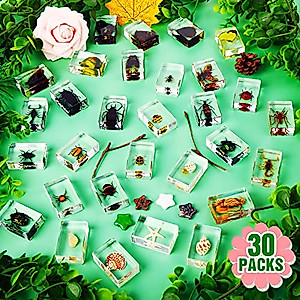 30 Pcs Insect in Resin Specimen Bugs Collection Paperweights Real Bugs in Resin Various Insect Specimen Bug Preserved in Resin Bugs Collection for Kids Scientific Educational Supplies Bugs Display