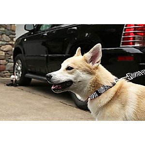 Moose Pet Wear Dog Collar - Patterned Adjustable Pet Collars, Made in the USA - 3/4 Inch Wide, Medium, Rainbow Stripe