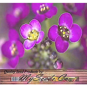 BIG PACK - (60,000+) Alyssum Royal Carpet Seeds - Fragrant Lobularia maritima - Attracts Honey Bees, Butterfly - Ground Cover for Zones 3+ Flower Seeds By MySeeds.Co (Big Pack - Alyssum Royal Carpet)