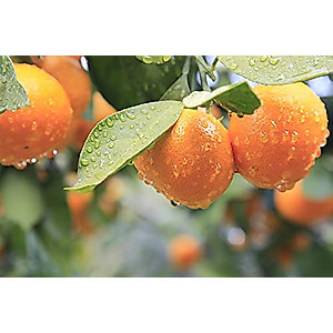 LOUISECON Seedless Citrus Orange Tree Seeds Delicious Navel Oranges 1-2 ft Indoor/Outdoor Fruit Tree Tasty and 30 Seedless