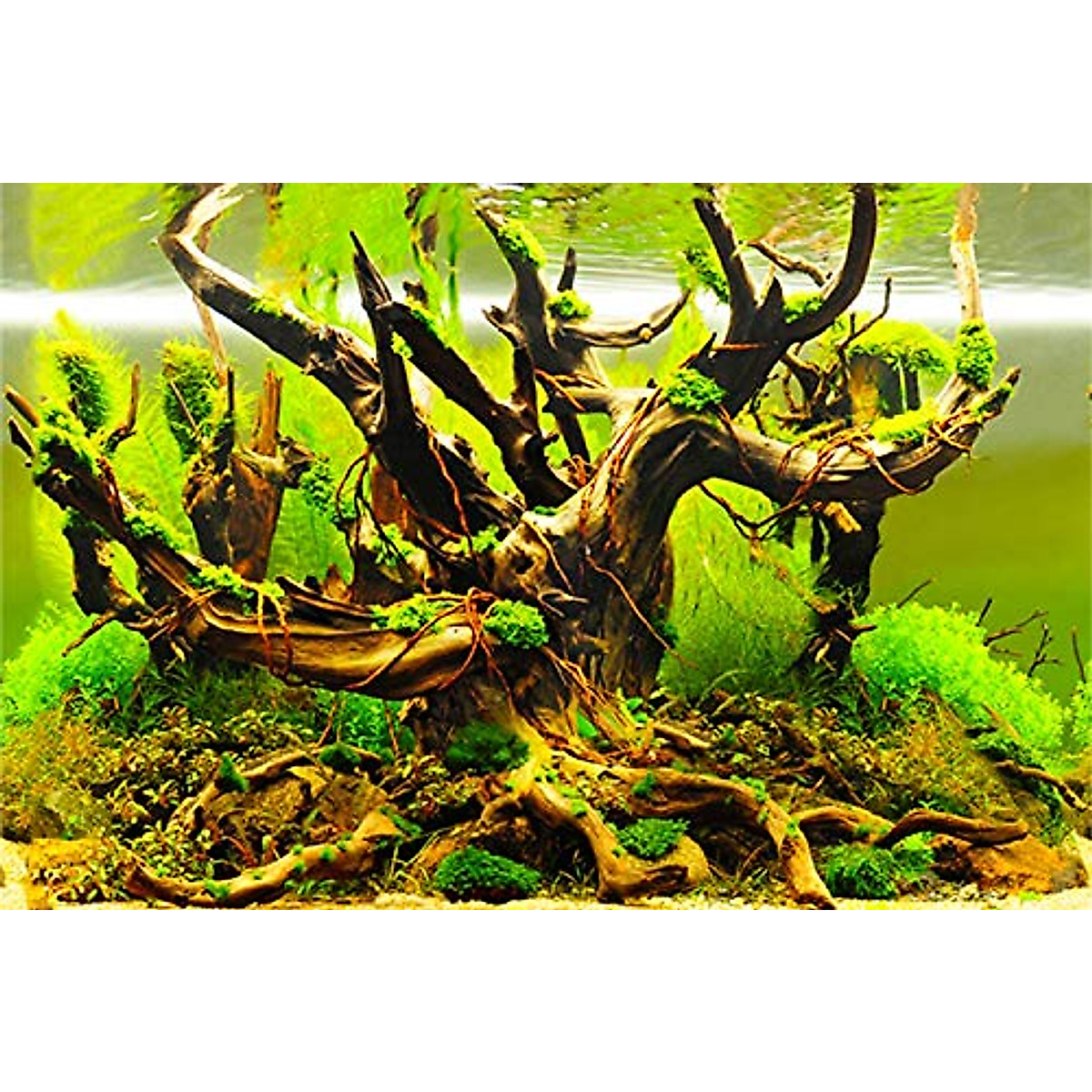 New Grass, Stones, Tree Background Aquarium Background Decoration 25 x 15 inches