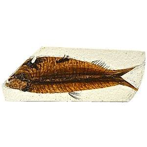 EISCO 4x10cm Fish Fossil Replica, Mesozoic