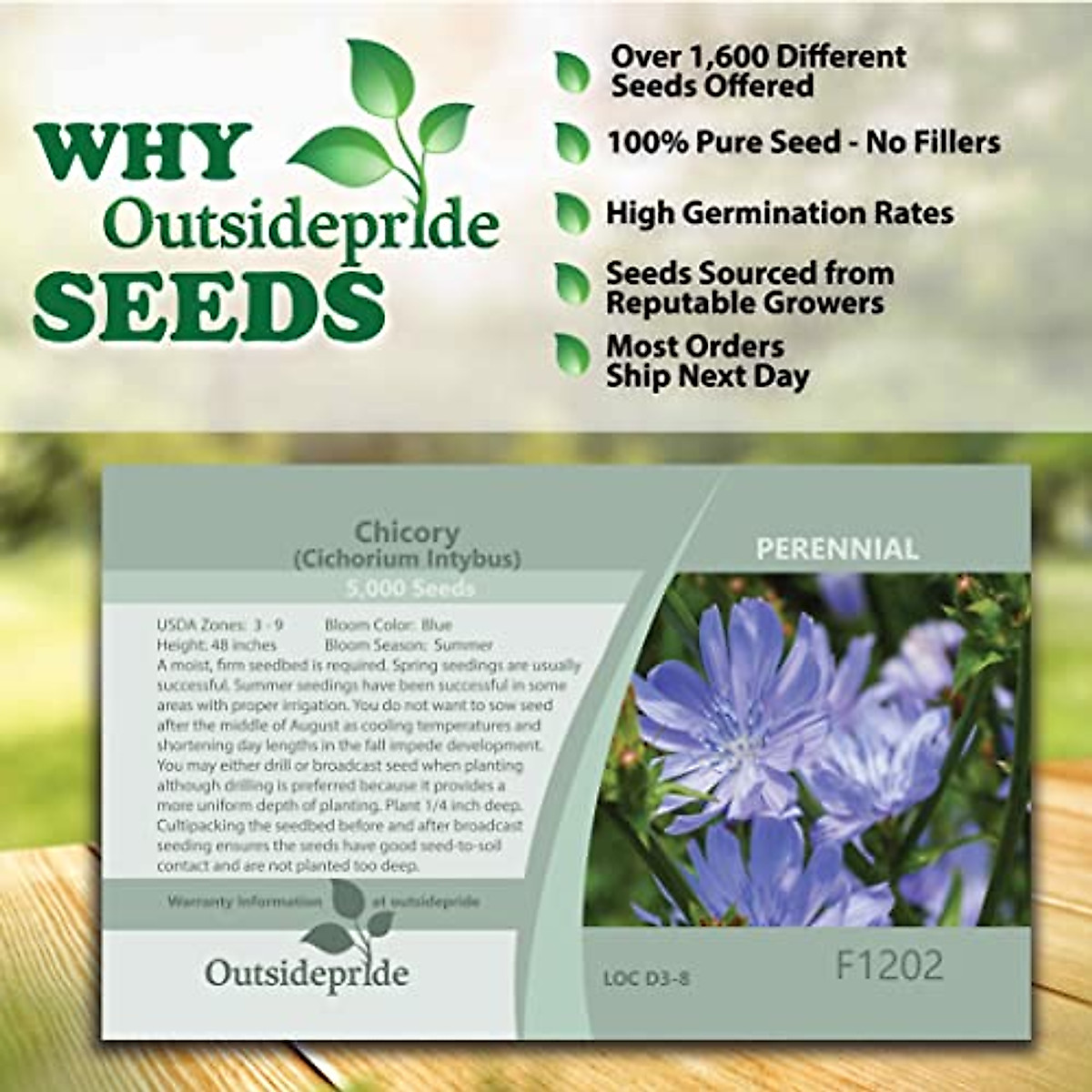 Outsidepride Perennial Chicory Drought Tolerant Wild Flower & Forage Plants - 5000 Seeds