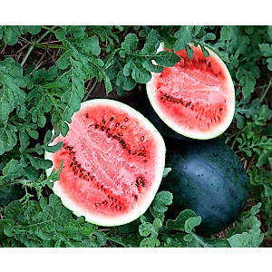CEMEHA SEEDS Watermelon Black Beauty Early Rare Giant Fruit Heirloom Organic Non-GMO