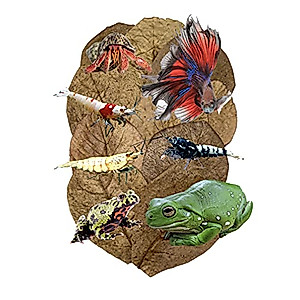 Betta/Shrimp Leaves 10 4"-6" Premium Catappa Indian Almond Leaves Natural Habitat Tannin Producing Improves Immunity, Easy to USE Awesome Aquatic