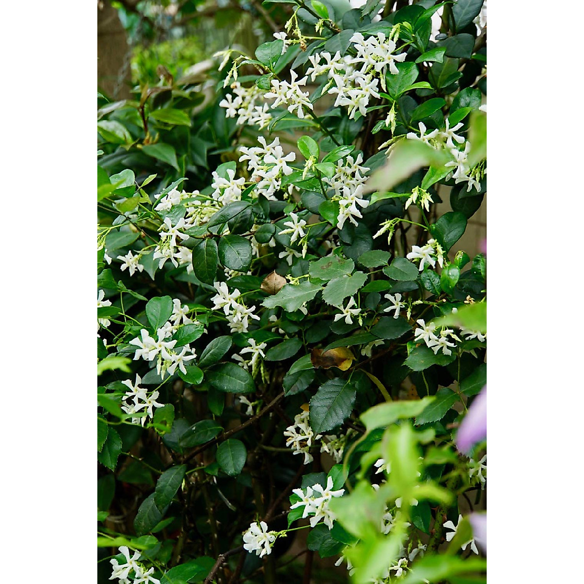 50pcs/Bag Climbing Jasmine Flower Seeds Fragrant Plant Four Seasons Evergreen Silver Jasmine Garden Balcony Climbing Flower