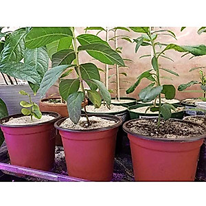 Plastic Nursery Flower Plant Pot 80 Pack Seedling Starter Pots for Little Garden Pots to Repot Succulents and Small Plants