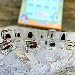 Dr. Steve Hunters - Bugs World Collection - 10 REAL insects - Scientific Educational Toy
