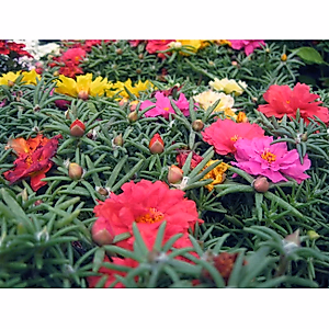10000+ Portulaca Grandiflora Moss Rose Seeds Mixed Color Spreading for Planting Mexican Rose Sun Rose Rock ROS Heat & Drought Tolerant Ground Cover Plant
