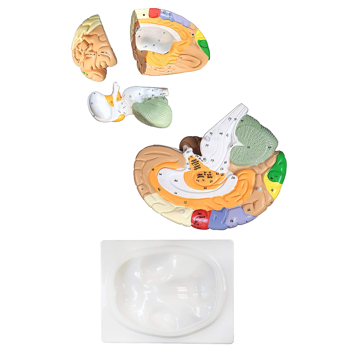 Parco Scientific PB00060 2x Color Coded Functional Brain-4 Parts | Identify Intellectual, Motor and Sensory Centers | 9 Colors to Differentiate Region of Brain | Hand-Numbered 120 Features W Key Card