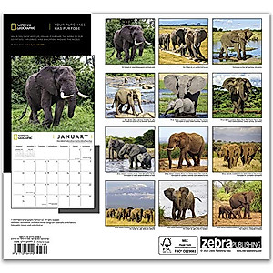 National Geographic Elephants 2021 Wall Calendar