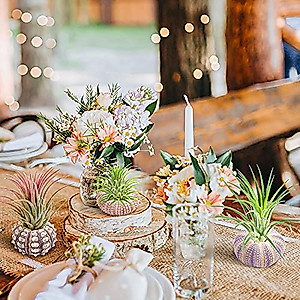 6PCS Hanging Air Plants Holders/Stand Mini Sea Urchin Shell Decorative Tillandsiat Succulent Air Plant Display Container for Home Office Wall Garden Beach Hawaii Theme Party Favors