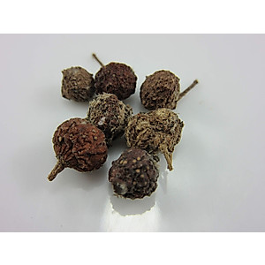 1187-Red Holly Winter Berry (Ilex verticillata) Seeds by Robsrareandgiantseeds UPC0764425788317 Non-GMO,Organic,USA Grower,Bonsai,1187 Package of 7 Seeds