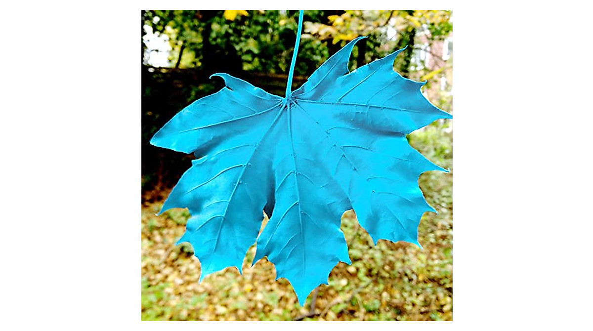 Grow Blue Maple Tree Seeds: Easy Bonsai & Garden Plants