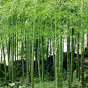 CHUXAY GARDEN 60 Seeds Phyllostachys Edulis,Moso Bamboo,Tortoise-Shell Bamboo,Edible Bamboo,Phyllostachys Pubescens, Running Bamboo Hardy Privacy Screen Plant Best Organic Bonsai