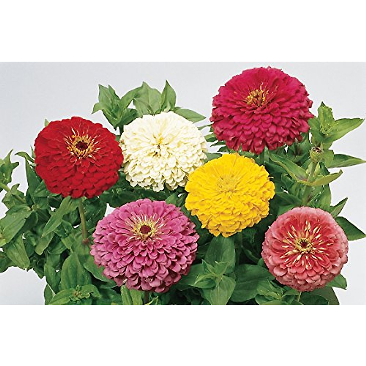 Burpee Giant Flowered Mixed Colors Zinnia Seeds 150 seeds