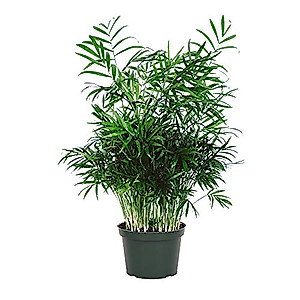 American Plant Exchange Live Chamaedorea Elegans Plant, Parlor Palm Tree, Neanthe Bella Palm Tree, Plant Pot for Home and Garden Decor, 6" Pot