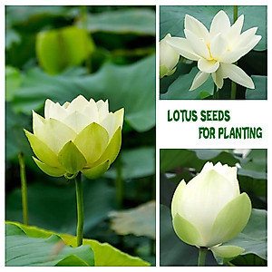 35+ Bonsai Lotus Flower Seeds for Home Planting Ornamental, Mixed Pink & Red Flower, Aquatic Plant for Courtyard, Hotel, Goldfish Pond, Water Lily Seeds