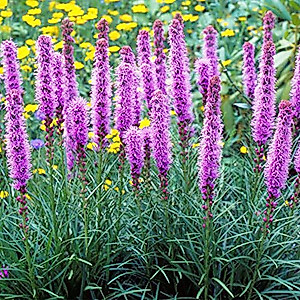 QAUZUY GARDEN 500 Seeds Blazing Star Seeds Purple Dense Blazing Star Gay Feather Liatris Spicata Flower Seeds- Beautiful Hardy Flowers - Attract Pollinators& Low Maintain