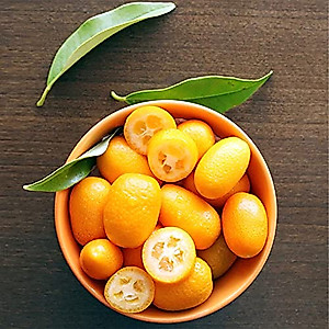 QAUZUY GARDEN 5 Seeds Oval Nagami Kumquat Fortunella Margarita Citrus Cumquat Rutaceae Seeds- Organic No-GMO Kumquat Seeds- Grow Your Own Delicious Citrus Fruit Tree