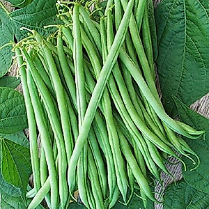 Burpee Stringless Green Bean Seeds for Planting, 50+ Heirloom Seeds Per Packet, (Isla's Garden Seeds), Non GMO Seeds, Botanical Name: Phaseolus vulgaris, 85% Germination Rates, Great Home Garden Gift