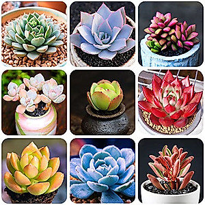 800pcs Mix Rare Succulent Seeds for Planting, DIY Bonsai Ornamental Plant, Non-GMO Open Pollinated Seeds