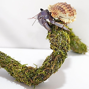 Begeterday 2 Pack 25 Inch Hermit Crab Climbing Toys, Bendable Hermit Crab Supplies, Ideal Hermit Crab Habitat Tank Terrarium Accessories