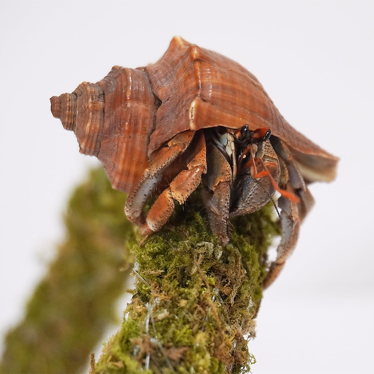 Begeterday 2 Pack 25 Inch Hermit Crab Climbing Toys, Bendable Hermit Crab Supplies, Ideal Hermit Crab Habitat Tank Terrarium Accessories