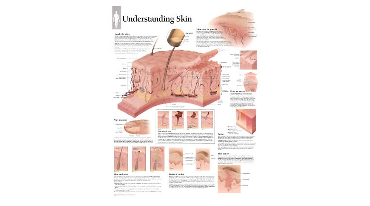 Understanding Skin Chart: Laminated Wall Chart for Education