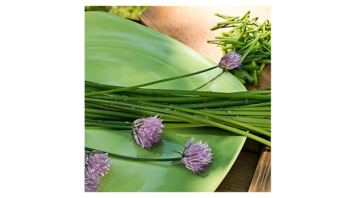 Heirloom Organic Chive Seeds - Non-GMO & USDA Certified