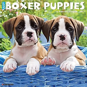 Just Boxer Puppies 2023 Wall Calendar