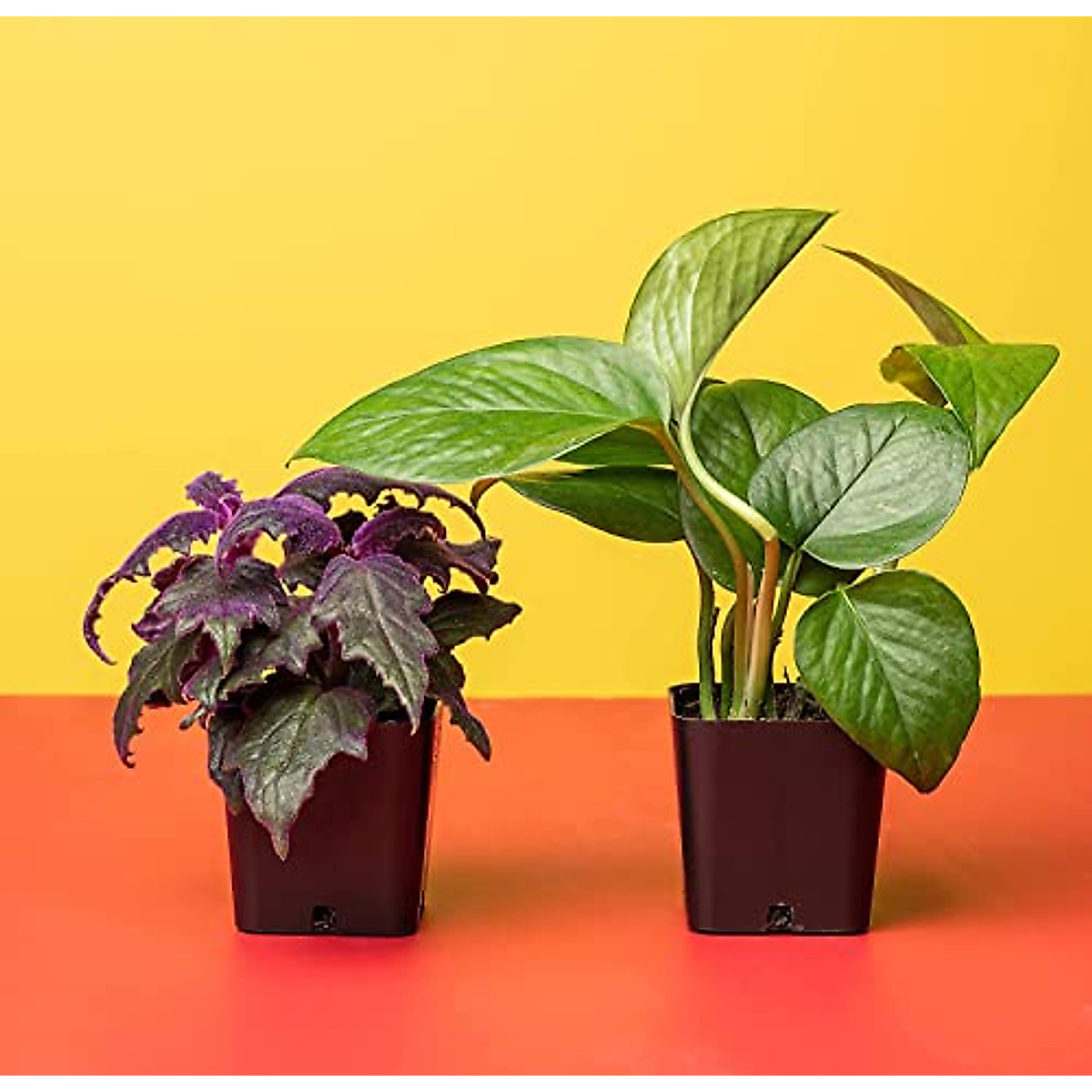Altman Plants Live Houseplants (6PK), Indoor Plants for Delivery Prime, Live Plants and Gardening Gifts for Plant Lovers, Planters for Indoor Plants with Potting Soil, Live House Plants Indoors Live