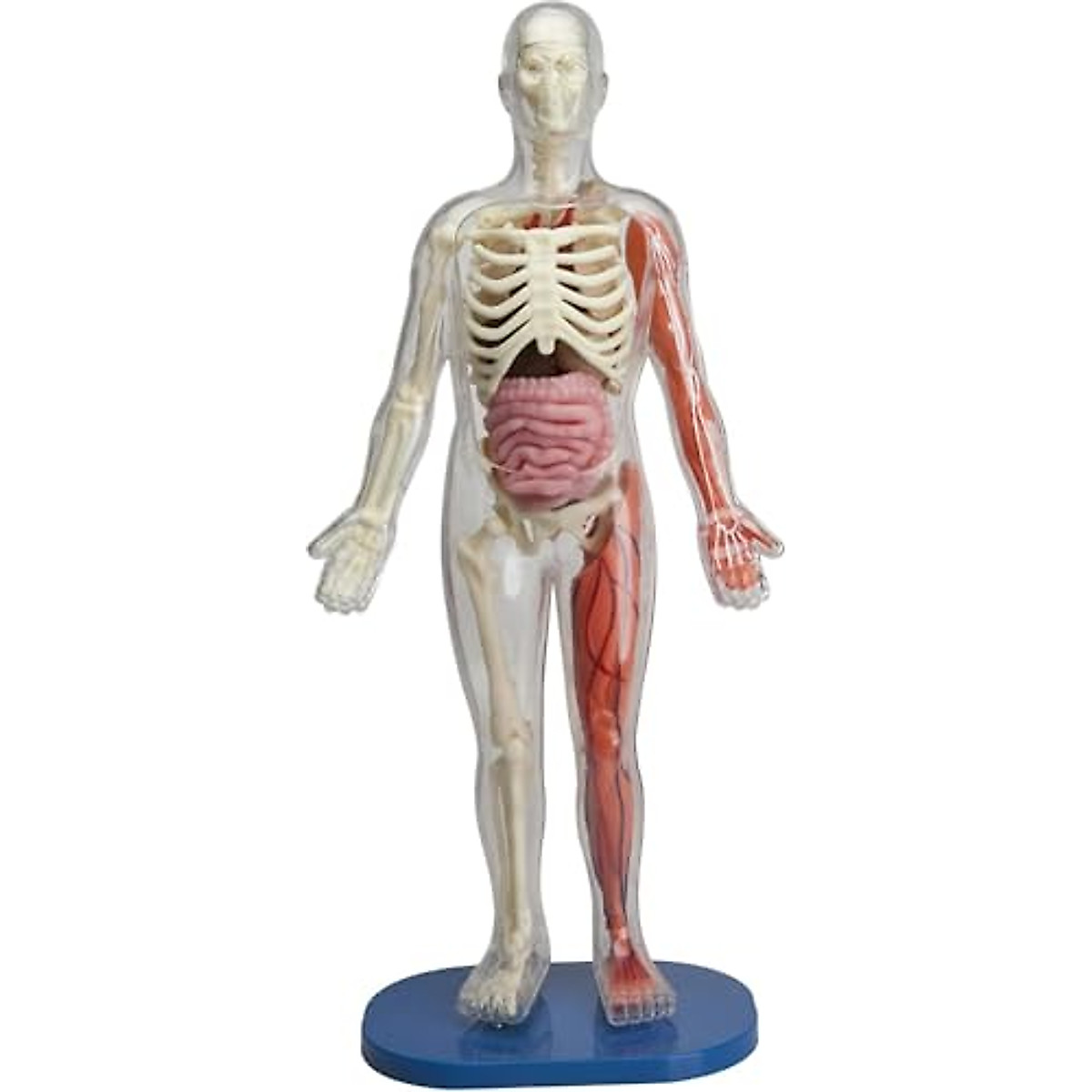 SMARTLAB Toys Squishy Human Body with 21 Removable Body Parts with Anatomy Book