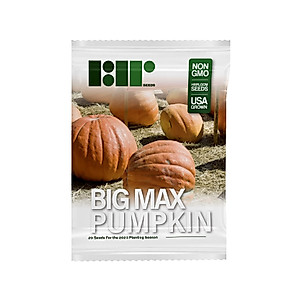 20 Big Max Pumpkin Seeds for Planting - Heirloom Non-GMO USA Grown Premium Vegetable Seeds for Planting - Grows Big Giant Pumpkins up to 100 lbs! Grown for Pies and Halloween Jack O Lanterns