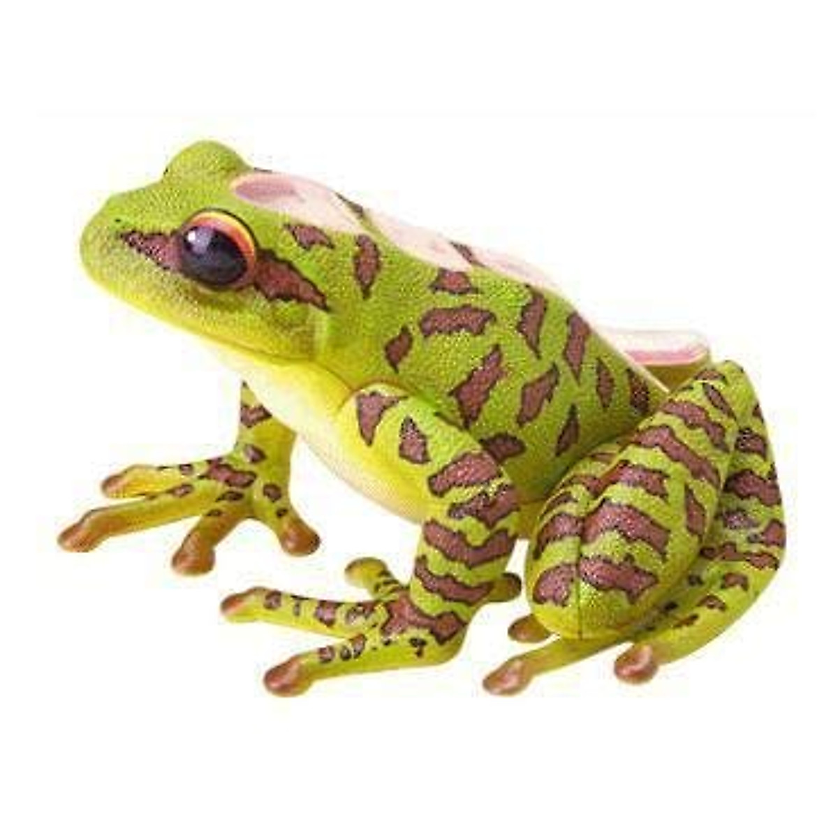TEDCO 4D Vision Frog Anatomy Model