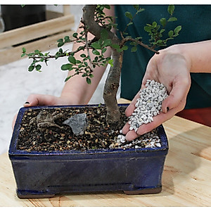 Horticultural Bonsai Pumice Soil Additive (4 Quarts), 7LB Ideal Substrate for Bonsai Trees, Cactus and Succulents