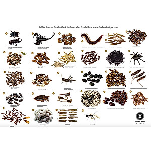 Thailand Unique Mixed Edible Insects - Grasshoppers, Mole, Field and House Crickets - High Protein Superfood (Orthoptera Mix, 15 Gram)