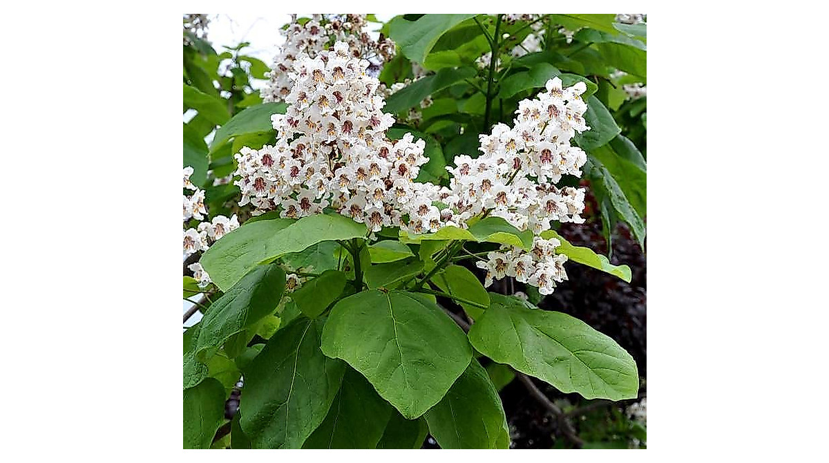 Indian Bean Tree Seeds - Fast-Growing Catalpa for Beautiful Gardens