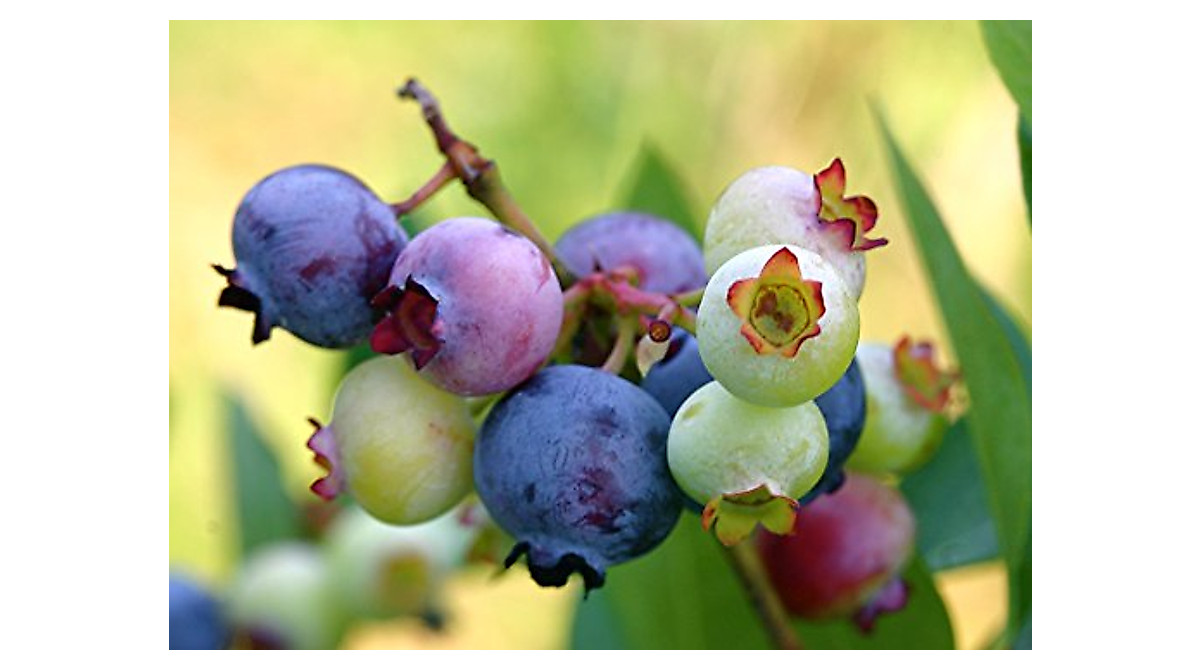 Southern Blueberry Seeds - Organic Blueberries for Home Garden