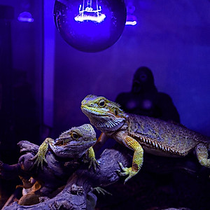 REPTIZOO 2PCS Reptile Night Heat Lamp, 50W Moonlight Heat Bulb Infrared Heating Lamp Purple Reptile Heat Lamp Night Bulb for Bearded Dragon, Lizard, Snake, Turtle