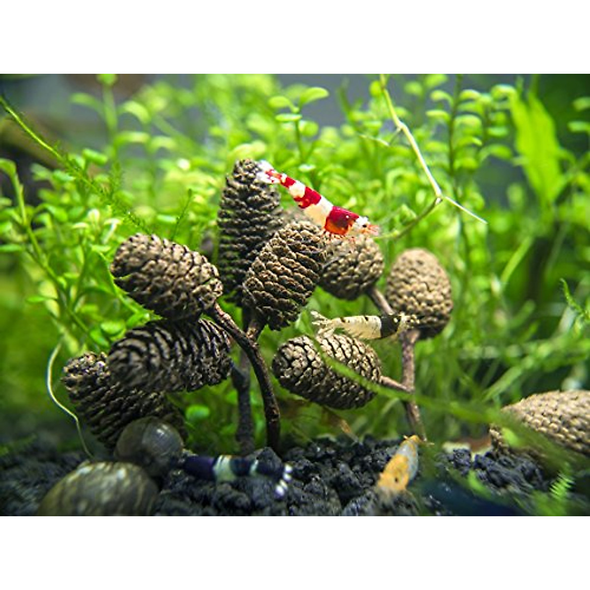 Aquatic Arts 50 Alder Cones | Shrimp Aquarium Decorations |pH Reducer & Buffering Water Treatment |Freshwater Fish Tank Supplies/Accessories