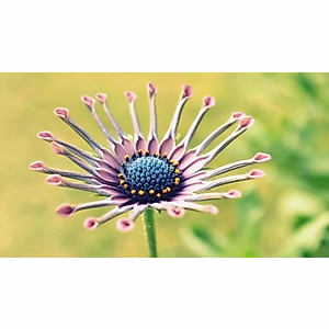 African Daisy Rare Blue Purple Daisy Flower Seed for Planting