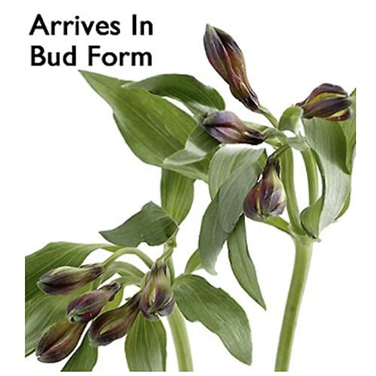 BloomsyBox: 24 Multicolored Alstroemeria Bouquet Flowers, Two Dozen, Long Lasting & Hand-Tied, Farm Fresh Cut Flowers Bouquet, birthday flowers,anniversary Flowers | No Vase