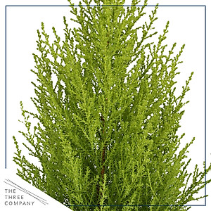 Live Lemon Cypress Tree - Tabletop Decoration - 12" Tall by 5" Wide in Deco Cover