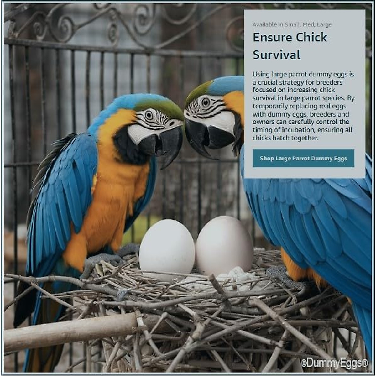 Plastic Large Parrot Eggs for Macaw & Cockatoo. 2 Dummy Solid Non-Toxic Fake Decoy Faux Mock Eggs 1-7/8" x 1-1/2" (4.8 x 3.8cm)