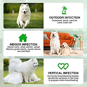 Flea & Tick Prevention for Dogs Chewable, Natural Flea and Tick Supplement for Dogs, Flea and Tick Chews for Dogs, Oral Flea Pills for All Breeds and Ages Dogs02