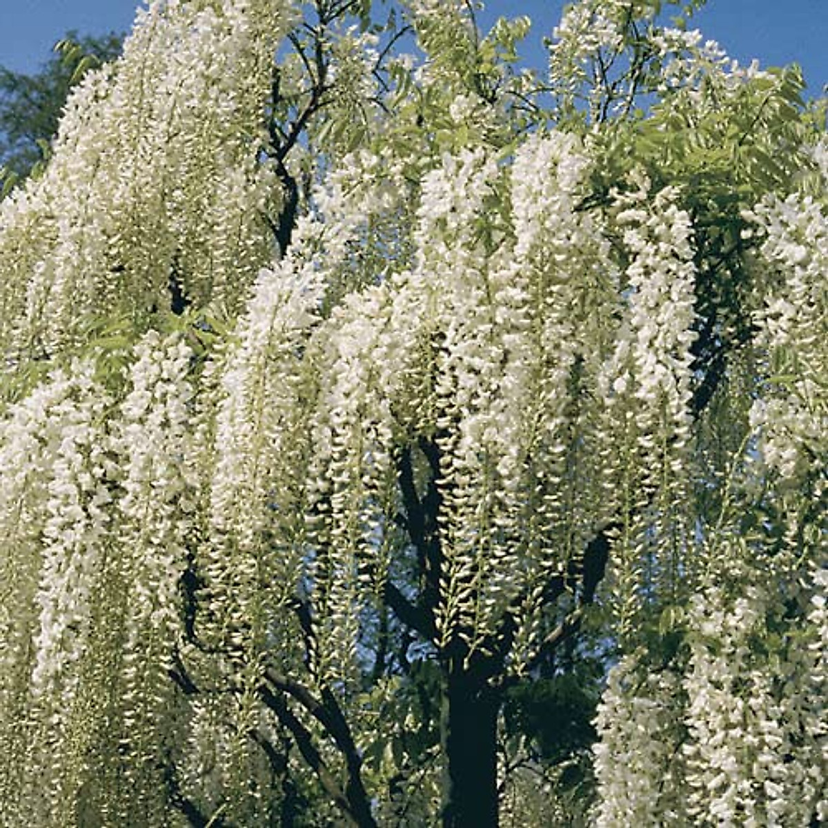 5 White Wisteria Seeds for Planting - Wisteria sinensis Alba - 5 Rare Seeds, Popular for Bonsai