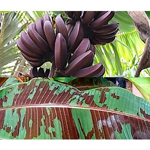 Dwarf Red Banana - Edible Red Banana - Sumatrana “X” Cross Banana