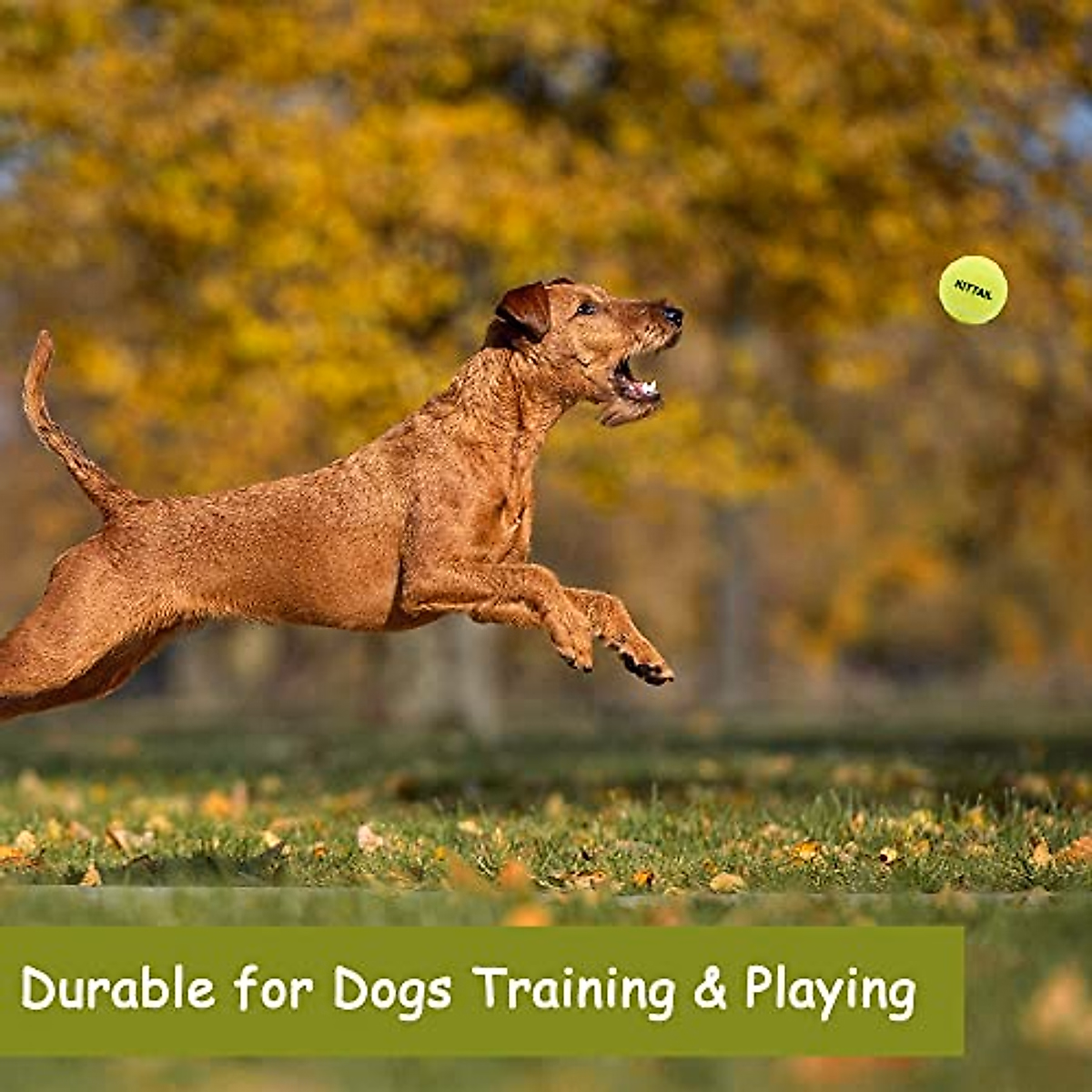 12 Pcs Squeaky Tennis Balls for Dogs - 2.58" Interactive Doggy Toys - Safe, Durable for Small Medium Large Dogs Training Playing, with 1 Reusable Carry Bag